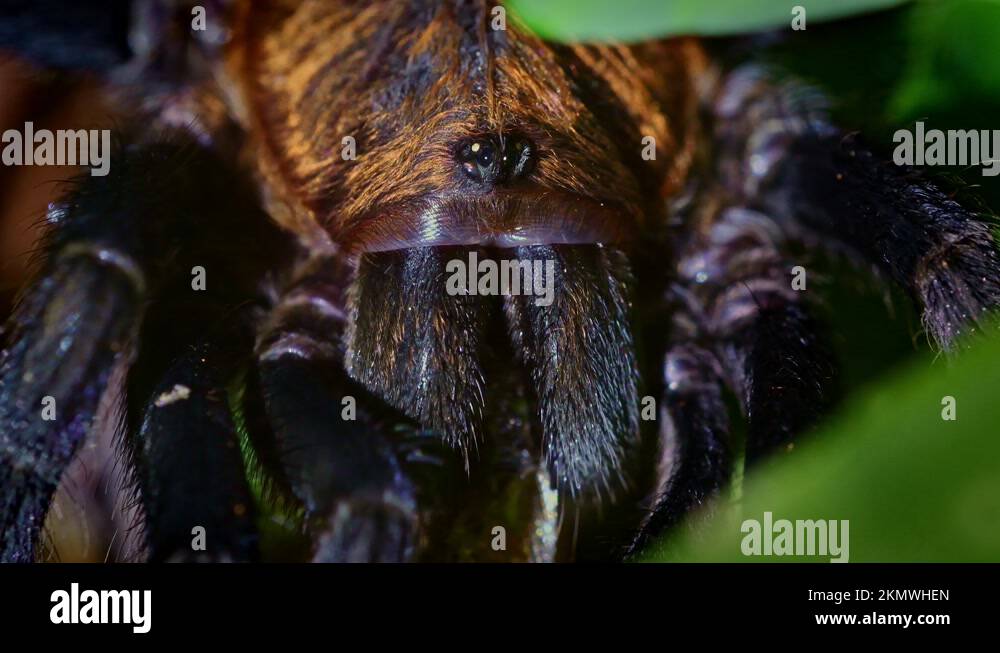Costa Rican Suntiger Tarantula - Davus ruficeps is a species of spiders ...