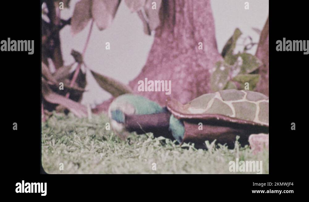 1970s: Puppet of turtle. Puppet of fox turns turtle on back. Little ...