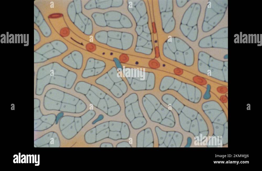 1970s: Diagram of the lymphatic system, showing plasma and white blood ...