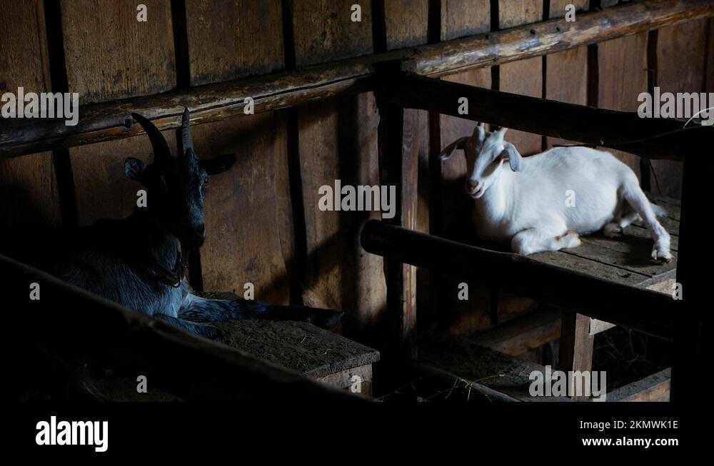 Healthy goat Stock Videos & Footage - HD and 4K Video Clips - Alamy