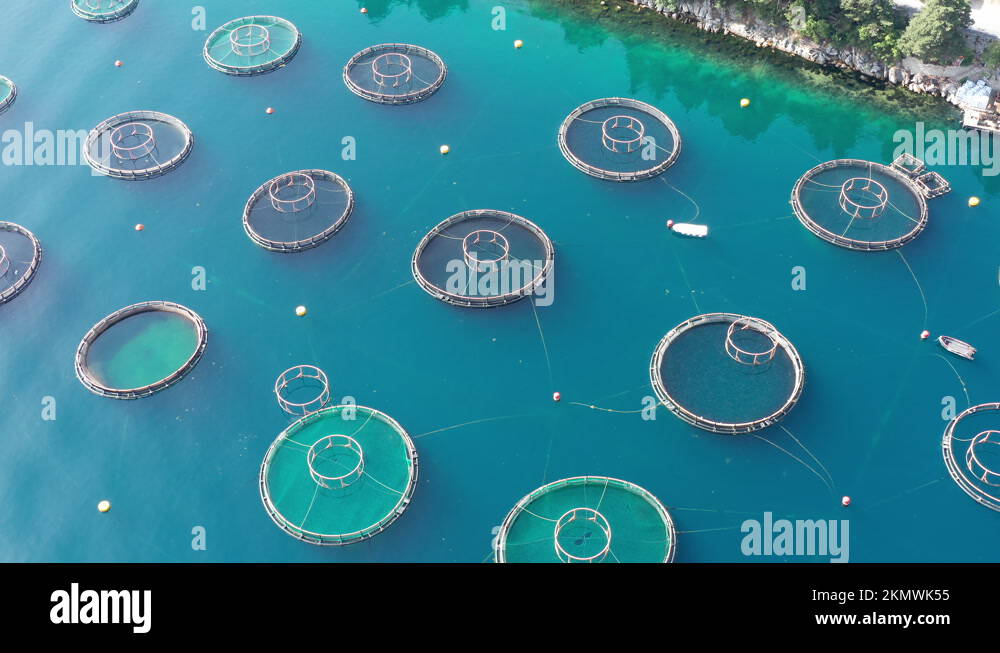 Fish farm (aquaculture) on the sea with mesh cages submerged in water ...