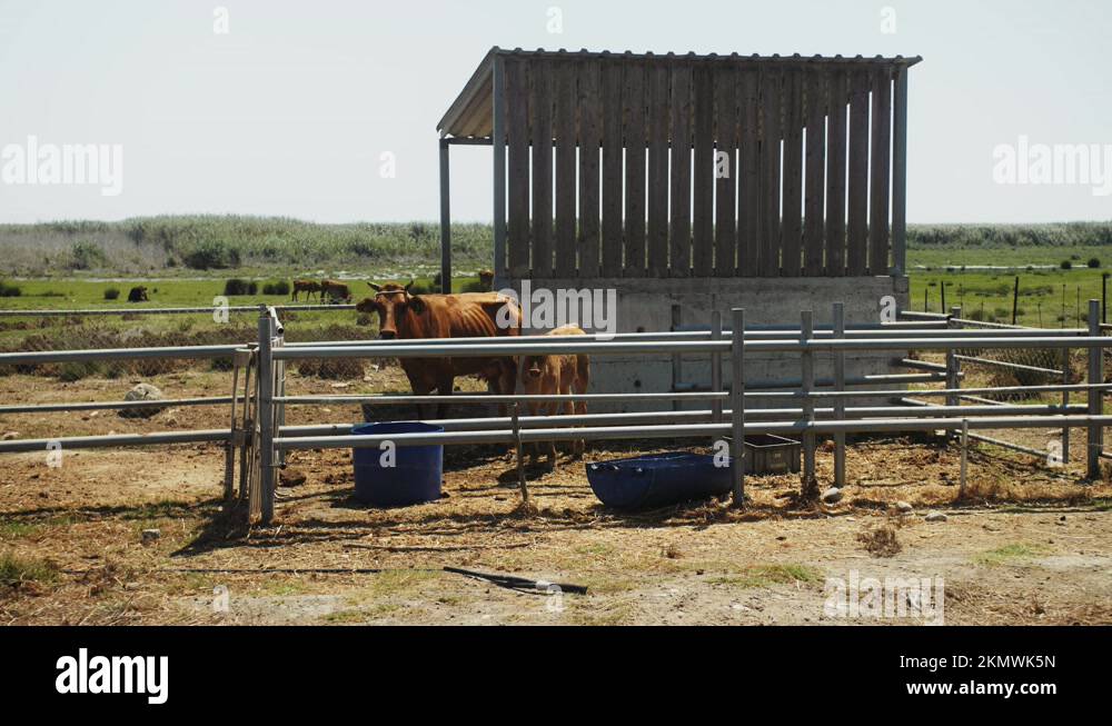 Breeding ranch Stock Videos & Footage - HD and 4K Video Clips - Alamy