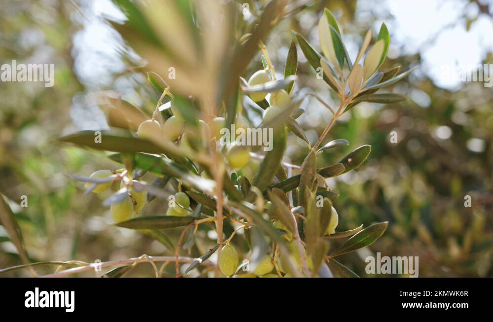 Close up olive tree. Green olive tree lit by the rays of the sun Stock ...