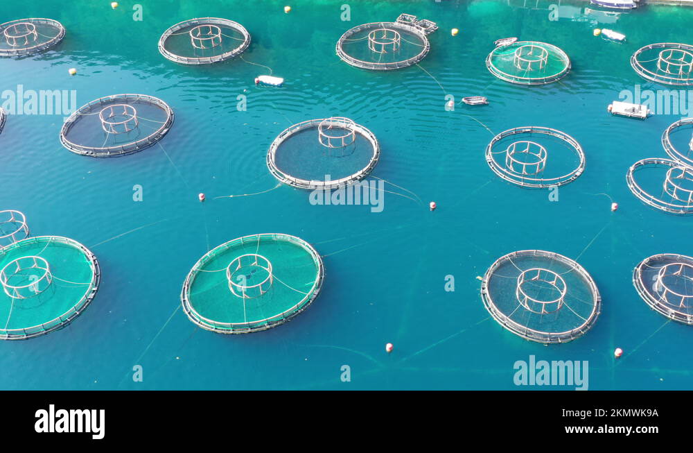 Mesh cages Stock Videos & Footage - HD and 4K Video Clips - Alamy