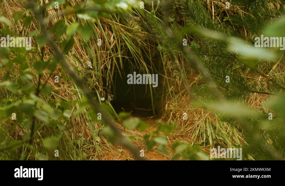 Fox hole Stock Videos & Footage - HD and 4K Video Clips - Alamy