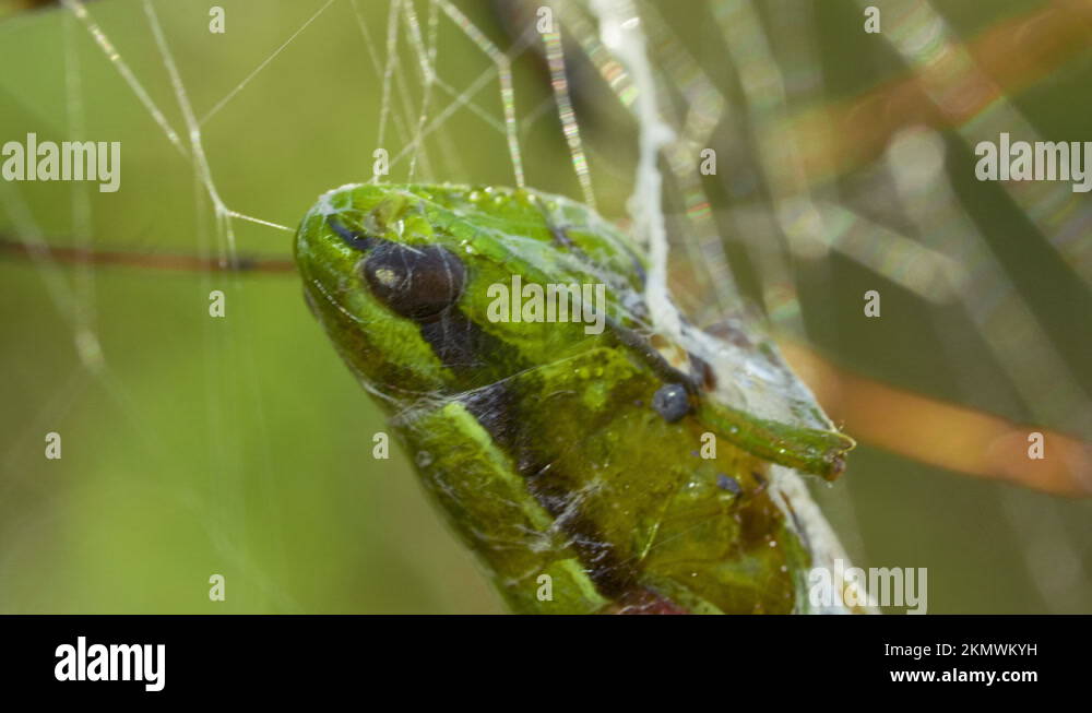 Spider rear view Stock Videos & Footage - HD and 4K Video Clips - Alamy