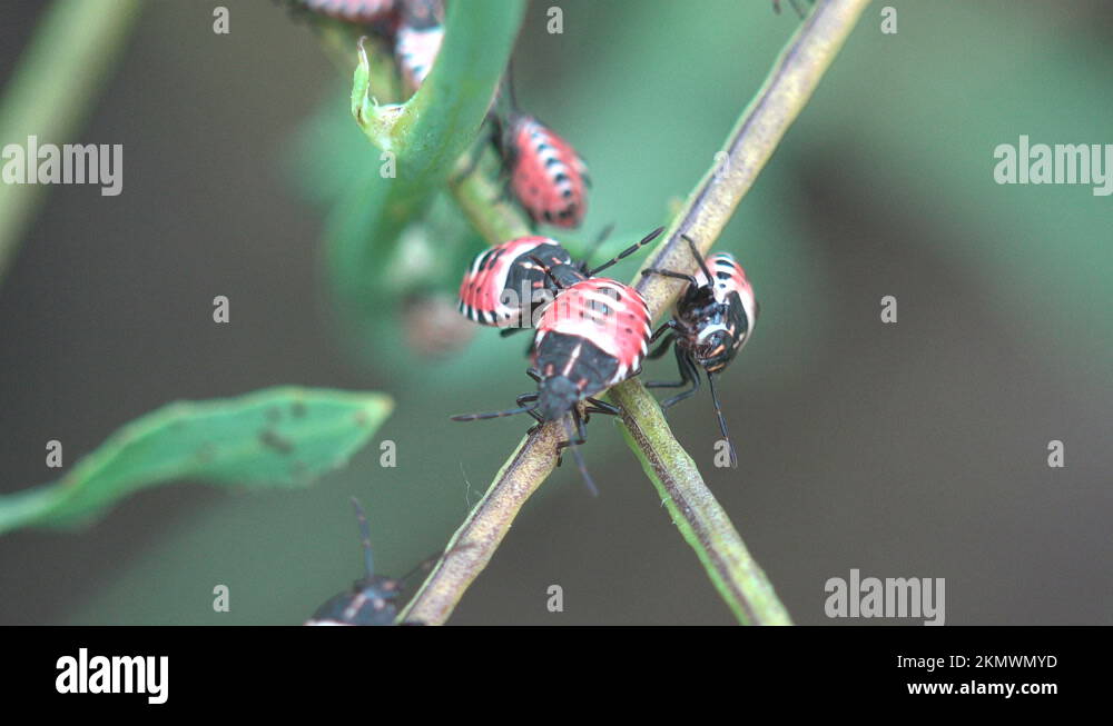 Bug colony Stock Videos & Footage - HD and 4K Video Clips - Alamy