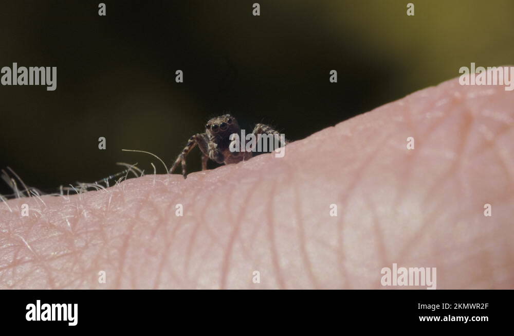 Jumping Spider insect, family Salticidae, on the human skin of hand ...