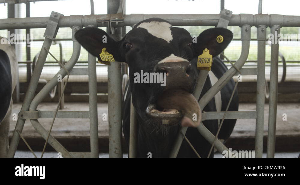 Cow portrait. Cow waving tongue Stock Video Footage - Alamy