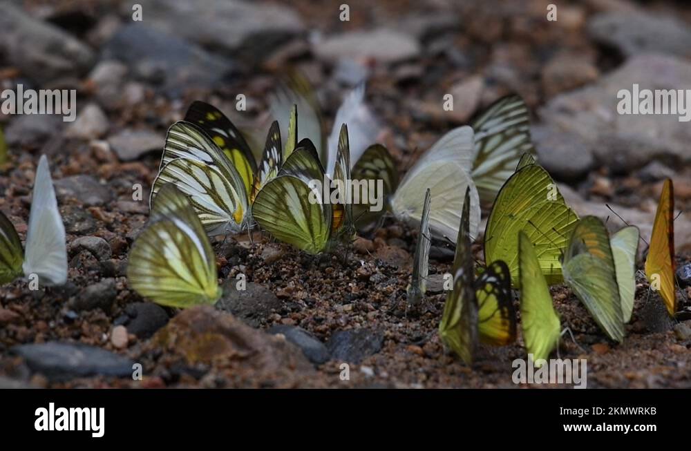 Common Albatross Appias albina, Common Grass Yellow Eurema hecabe ...