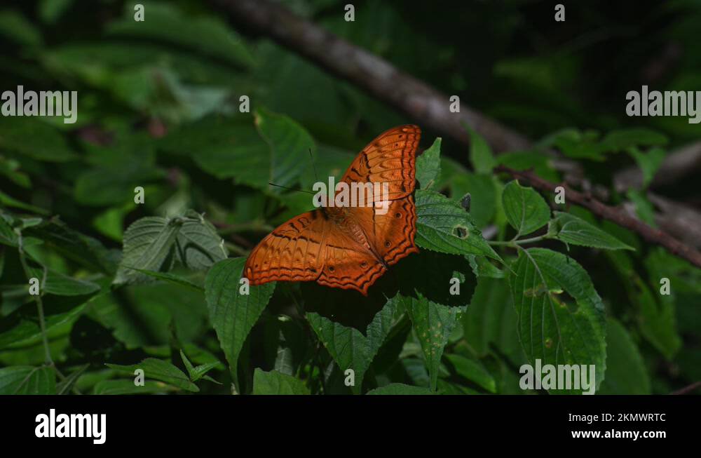 Thai Cruiser, Vindula erota, Kaeng Krachan National Park, UNESCO World ...