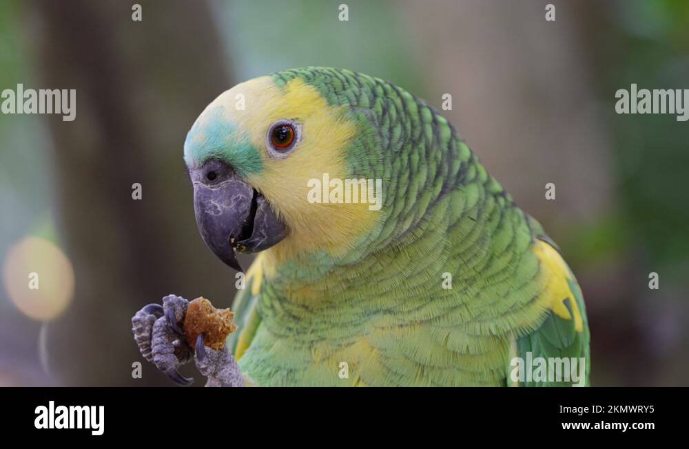 Grabbing the bird Stock Videos & Footage - HD and 4K Video Clips - Alamy