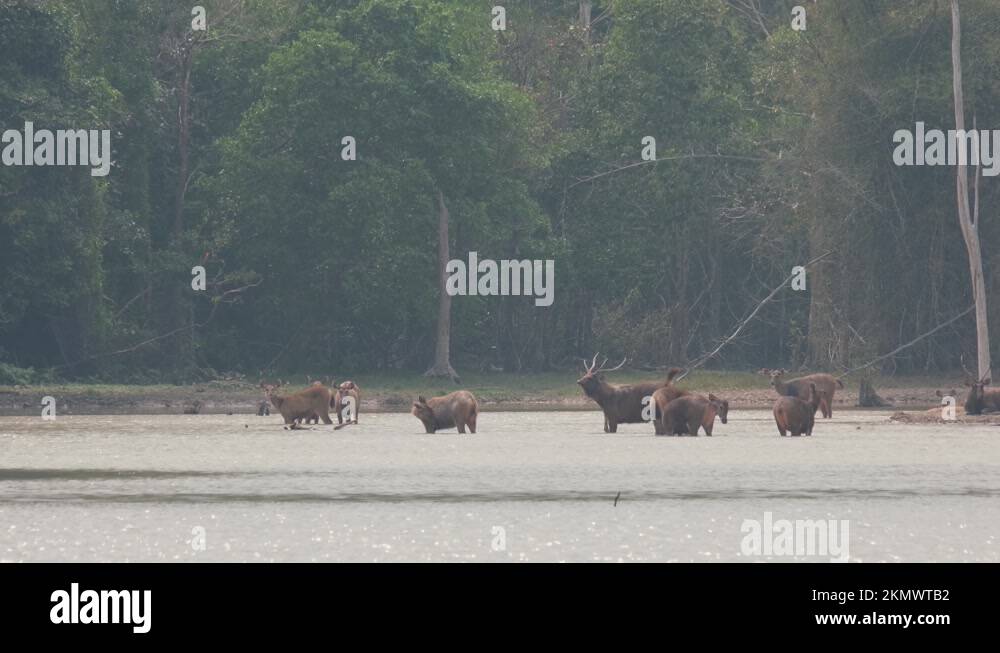 A stag seen in the middle of the lake together with the herd following ...