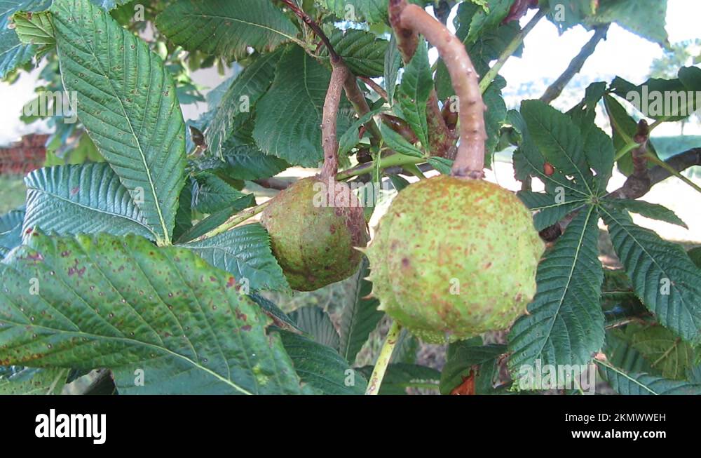 Conker tree fruit Stock Videos & Footage - HD and 4K Video Clips - Alamy