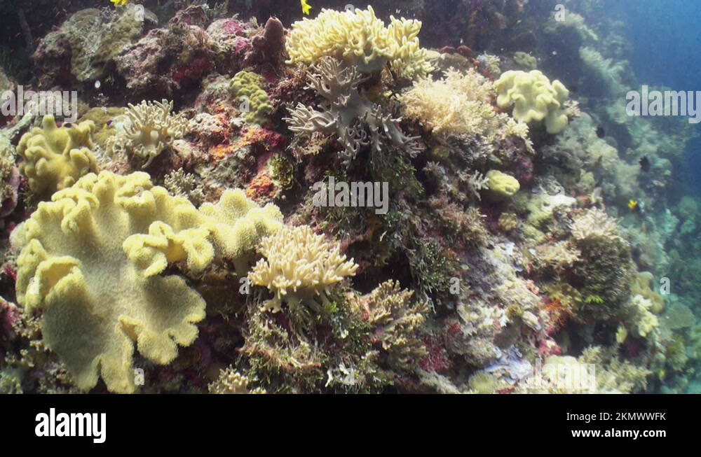 Coral reef coral block slope Stock Videos & Footage - HD and 4K Video ...