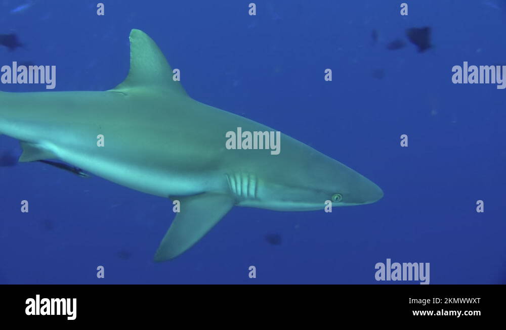 Gray reef shark jaw Stock Videos & Footage - HD and 4K Video Clips - Alamy