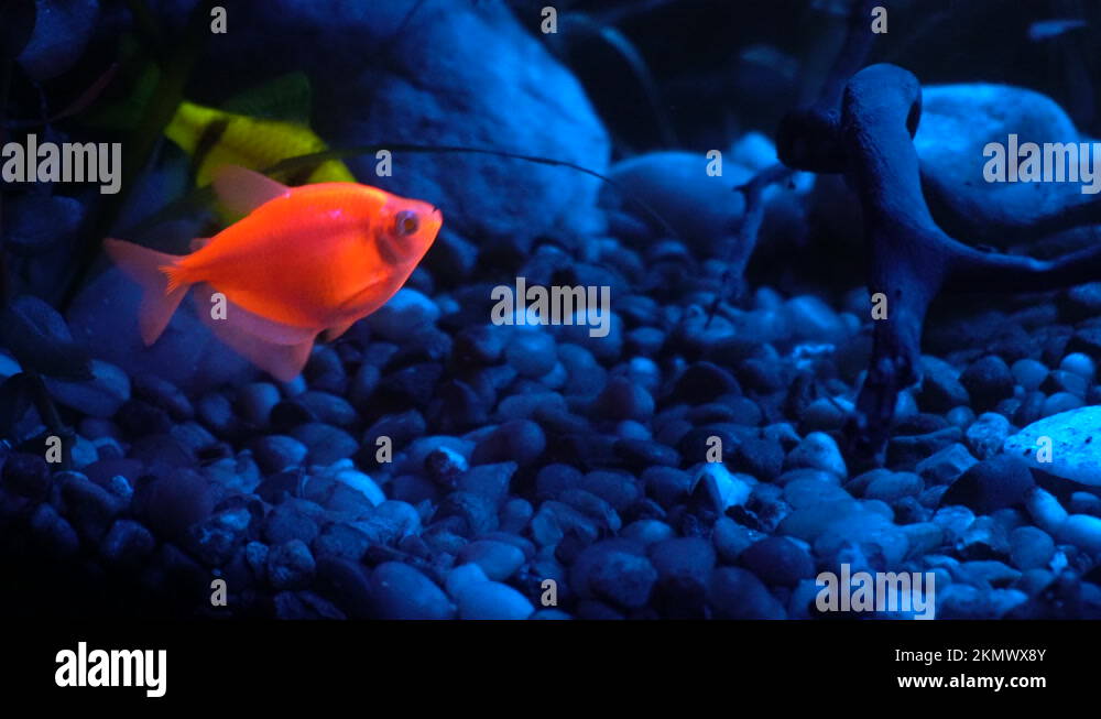 Fluorescent fish feed on floating particles underwater Stock Video ...