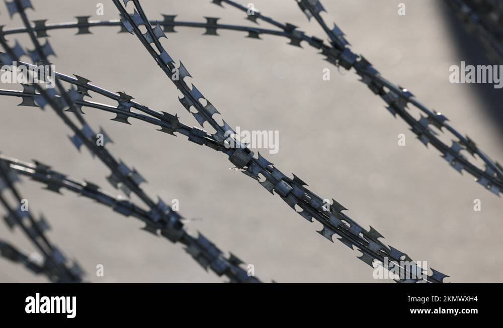 Barbed wire with sharp spikes, blades. A spiral of barbed tape. An ...