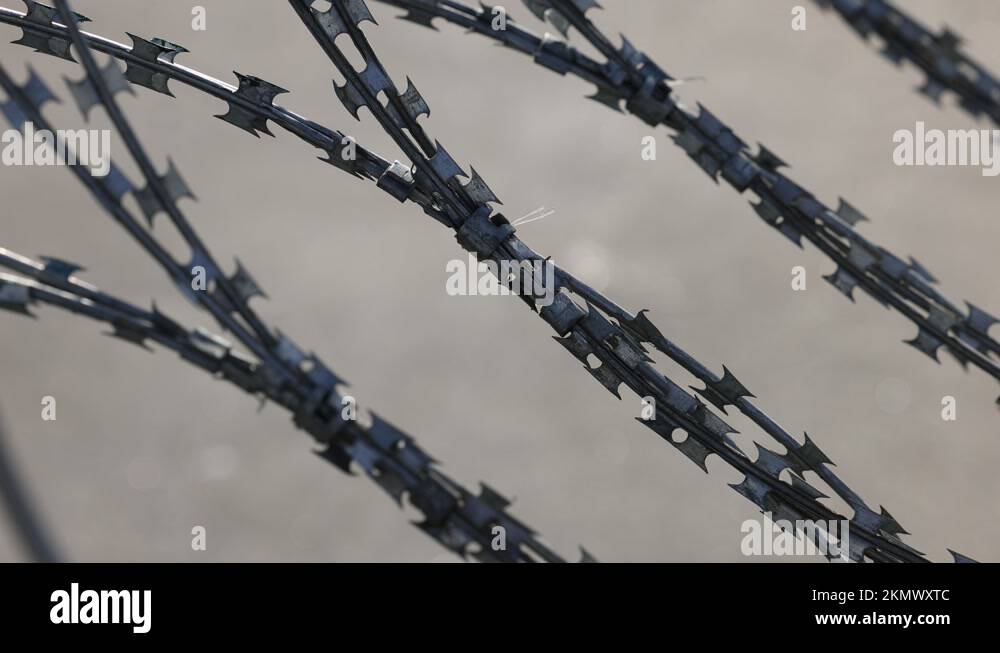 Barbed wire with sharp spikes, blades. A spiral of barbed tape. An ...