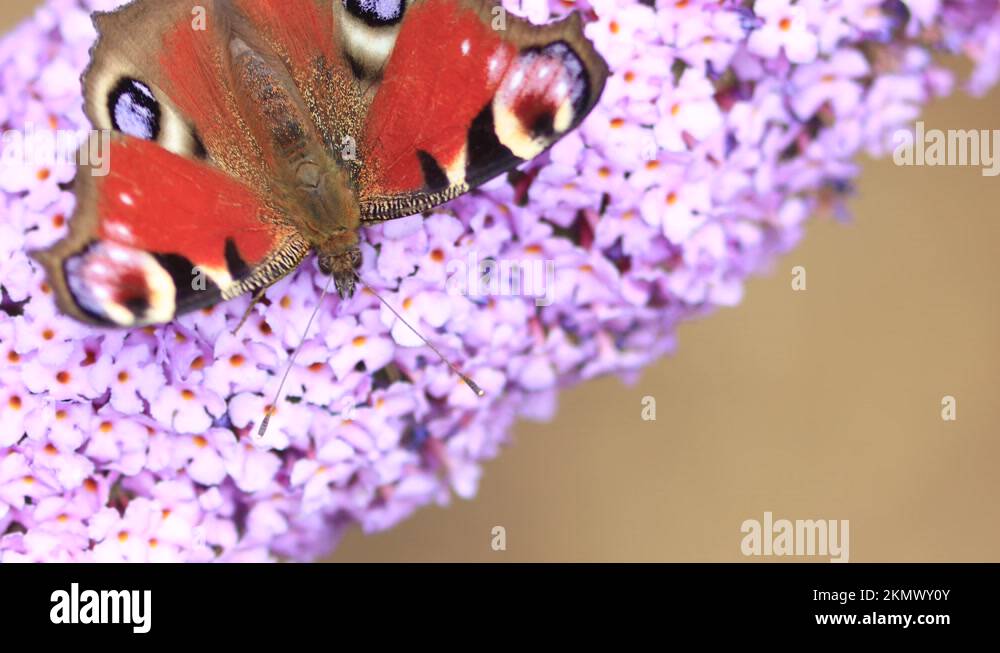 Bright top down super closeup macro view of colorful markings on wing ...