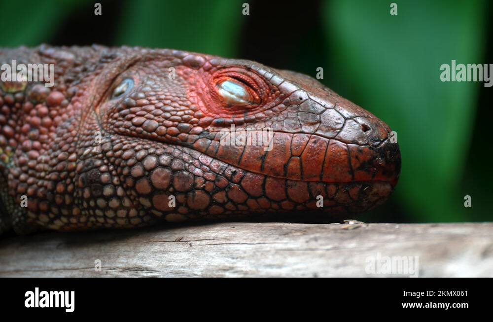 Komodo Dragon Opens Its Eyes, Lizard Species, Wildlife 4K Stock Video ...