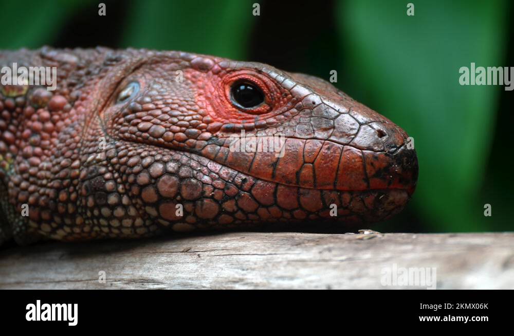 Komodo Dragon Opens And Closes Its Eyes, Lizard Species, 4K Stock Video ...