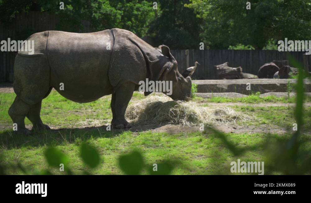 Dry species Stock Videos & Footage - HD and 4K Video Clips - Alamy