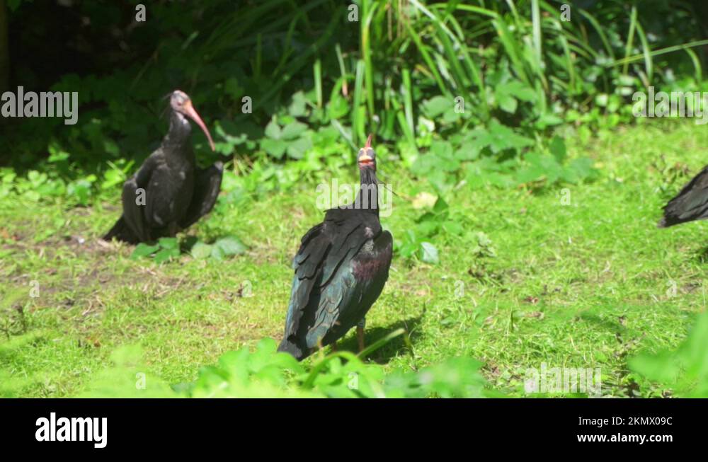 Bald bird Stock Videos & Footage - HD and 4K Video Clips - Alamy