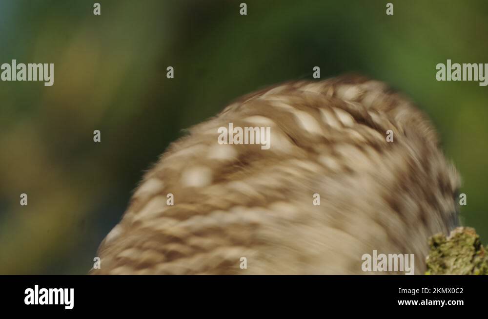 Bird of minerva Stock Videos & Footage - HD and 4K Video Clips - Alamy