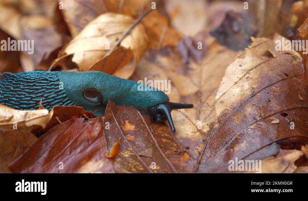Rare blue slug with a breathing hole on the side. Bielzia coerulans or ...