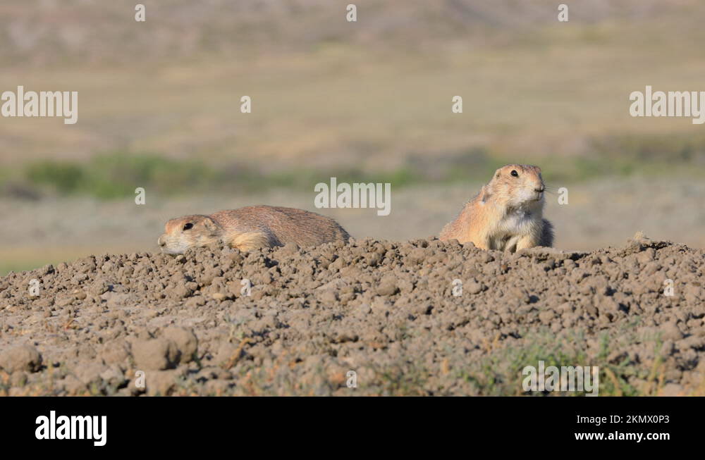 Two prairie dogs grassland Stock Videos & Footage - HD and 4K Video ...