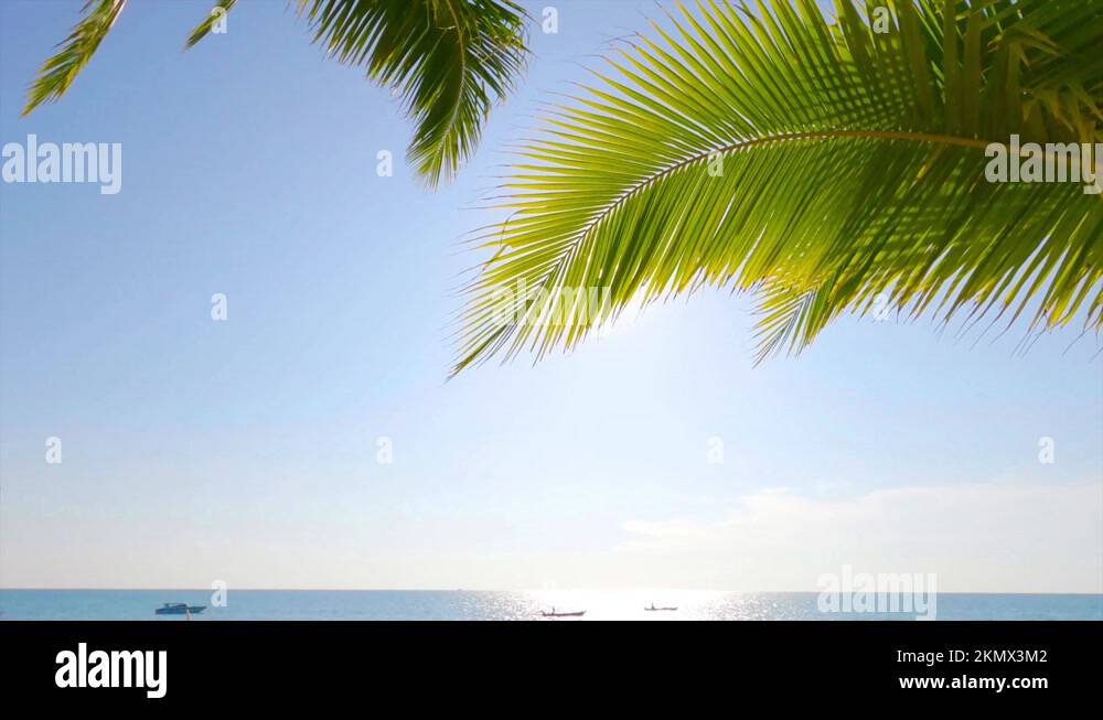 Bright sun light ray shining trough summer palm leaf over ocean beach ...