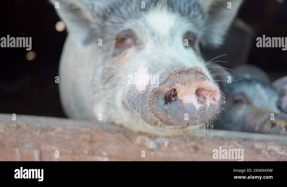cute gray pig in barn on farm. Dirty pigs in the pen. Pig. Rural area ...