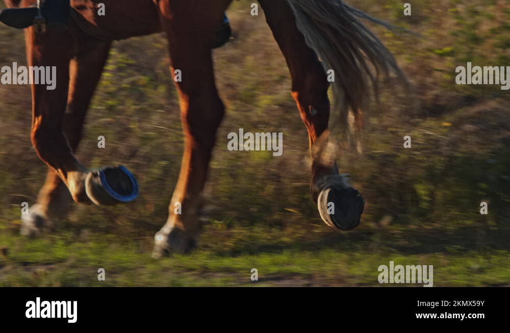 Animal hooves Stock Videos & Footage - HD and 4K Video Clips - Alamy