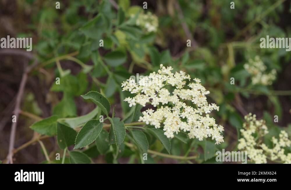 Compound bloom Stock Videos & Footage - HD and 4K Video Clips - Alamy