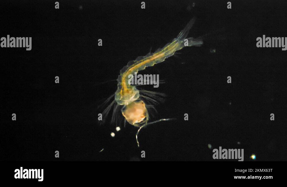 Medicine vectors Stock Videos & Footage - HD and 4K Video Clips - Alamy