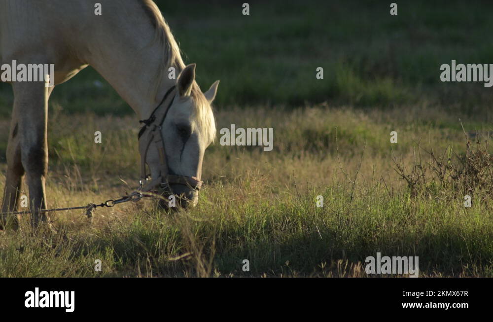 Eating rope Stock Videos & Footage - HD and 4K Video Clips - Alamy