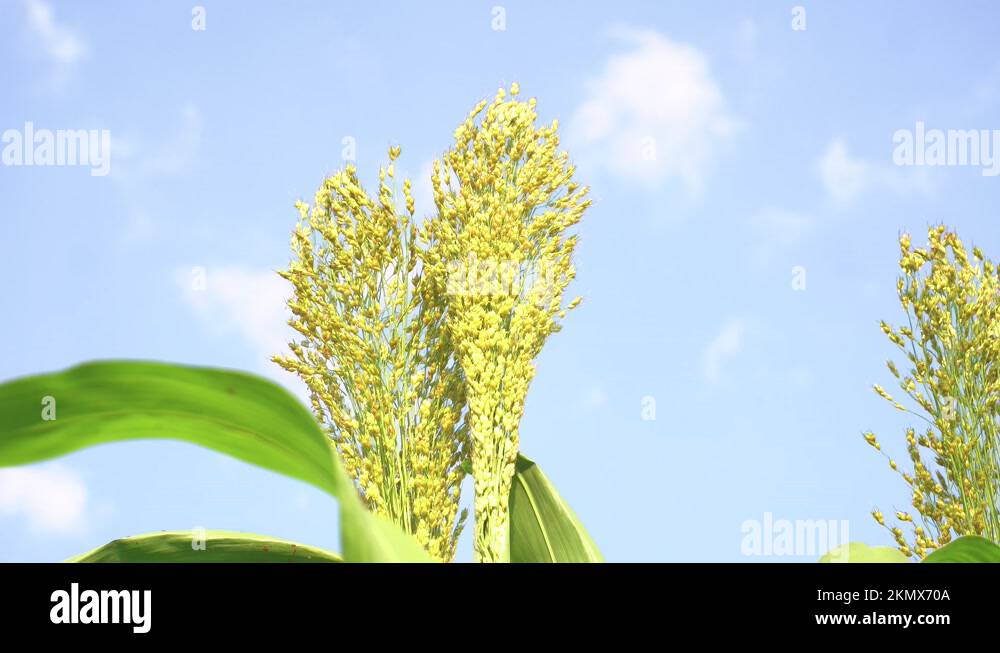 Sorghum flour bread Stock Videos & Footage - HD and 4K Video Clips - Alamy