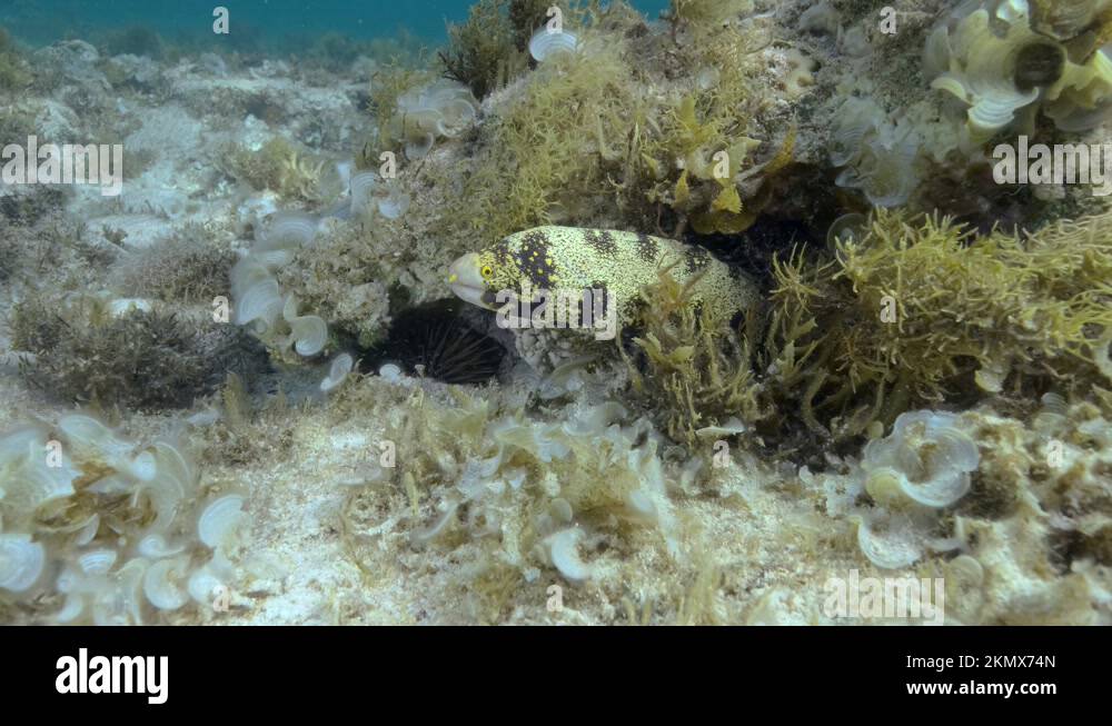 Close-up of Moray eel peeking out of a burrow in a coral reef covered ...