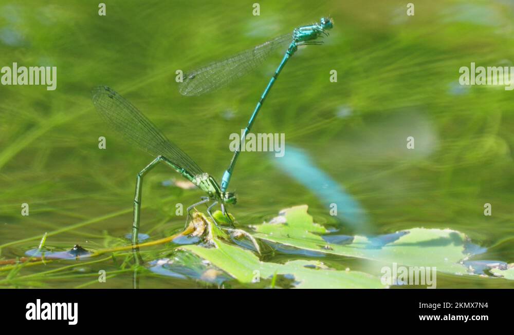 Common Blue Damselflies In Mating Wheel Pose On Lake. Close Up, Low ...