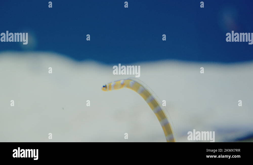 Garden Eel In A Burrow On Sandy Base Of An Aquarium. Umino-Mori ...