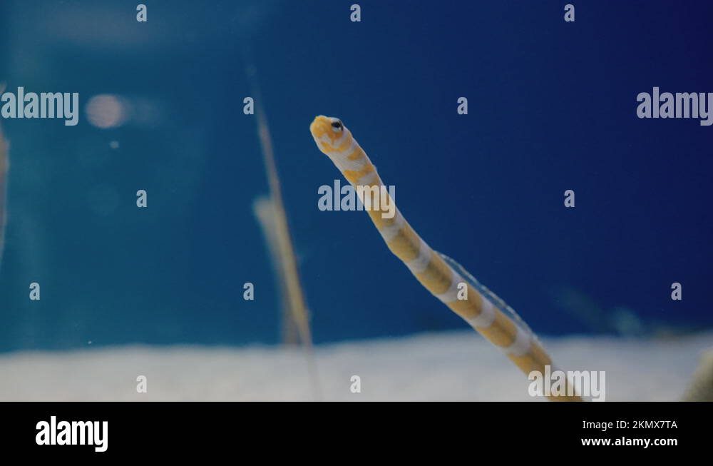 Close Up Of A Garden Eel Inside A Tank With Transparent Water In Sendai ...