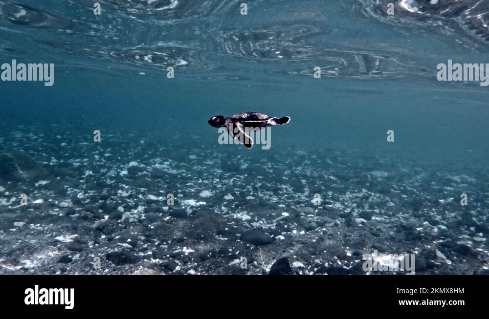Baby Sea Turtle Swimming Alone In Shallow Water. underwater Stock Video ...