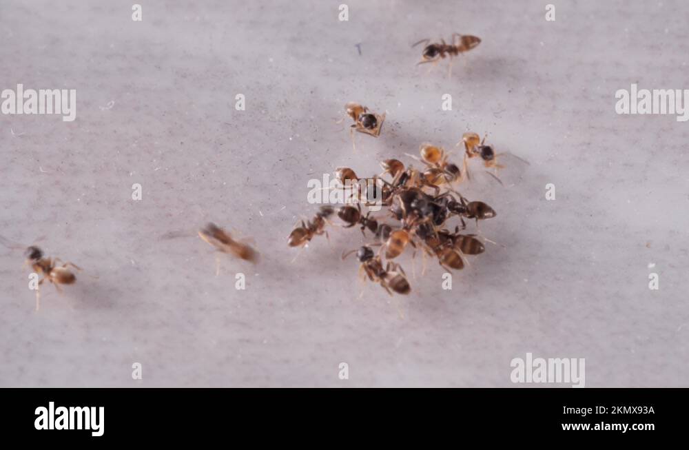Dead insects Stock Videos & Footage - HD and 4K Video Clips - Alamy