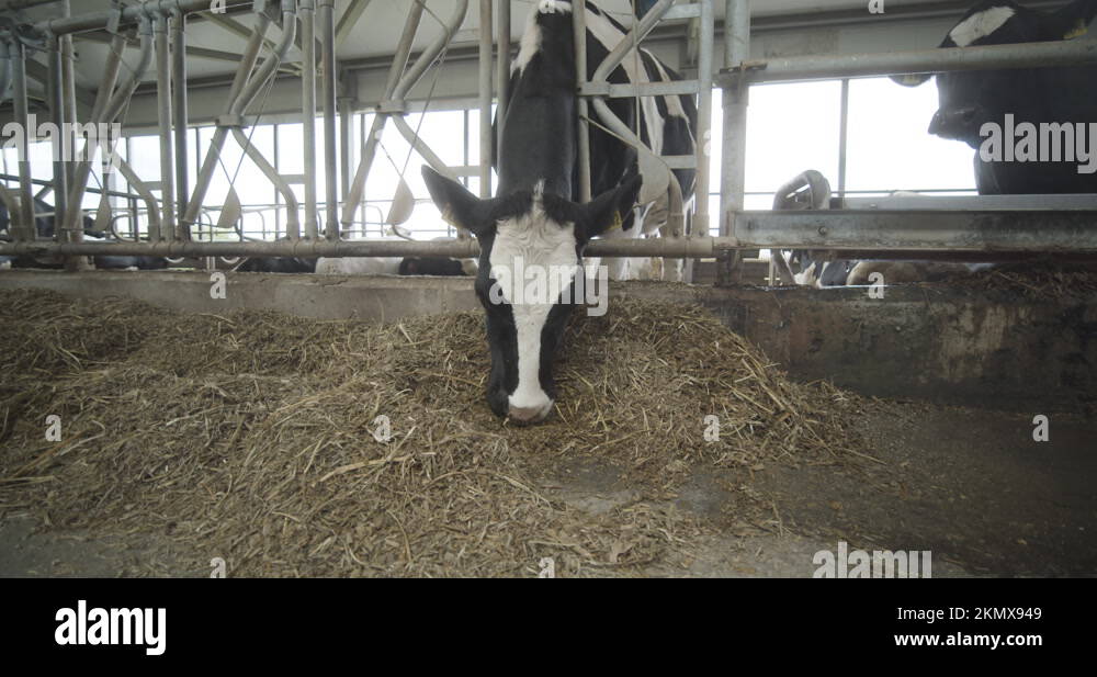 cow eating hay Stock Video Footage - Alamy