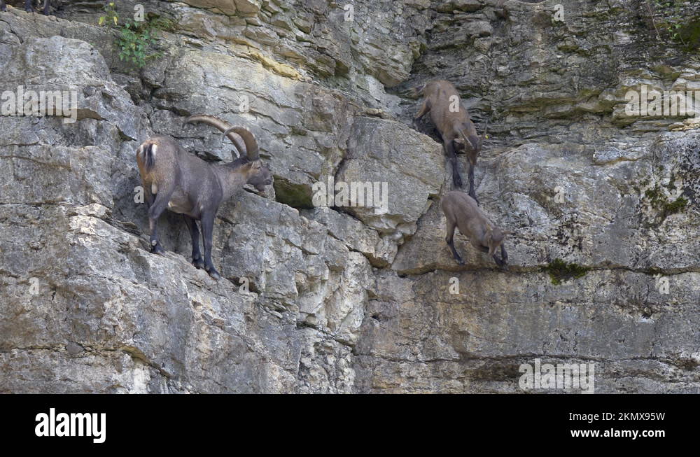 Nature rock cliff face animal Stock Videos & Footage - HD and 4K Video ...