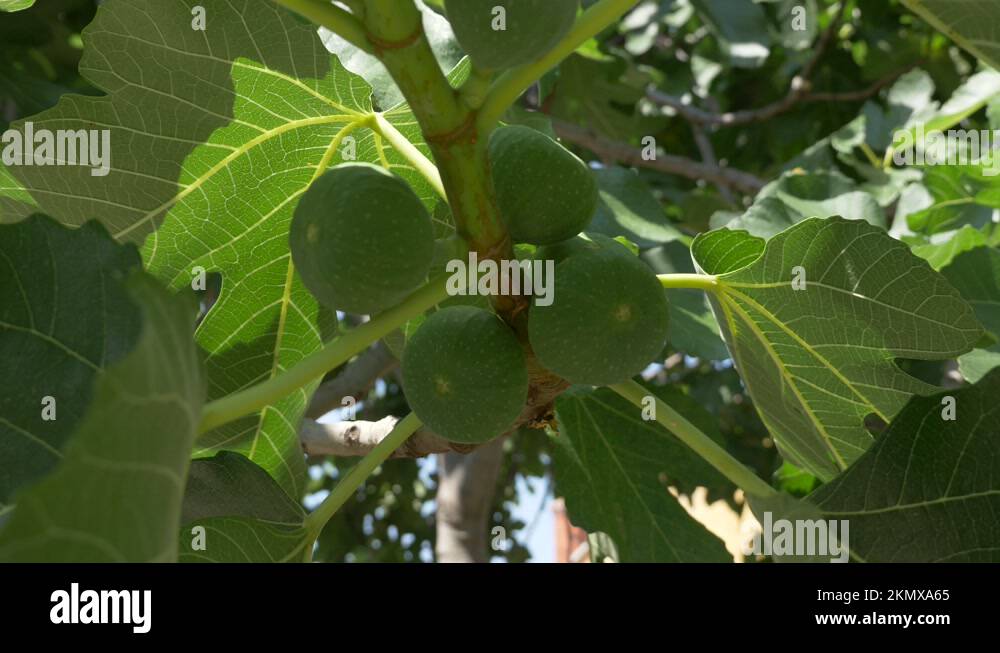 Figs fig tree Stock Videos & Footage - HD and 4K Video Clips - Alamy