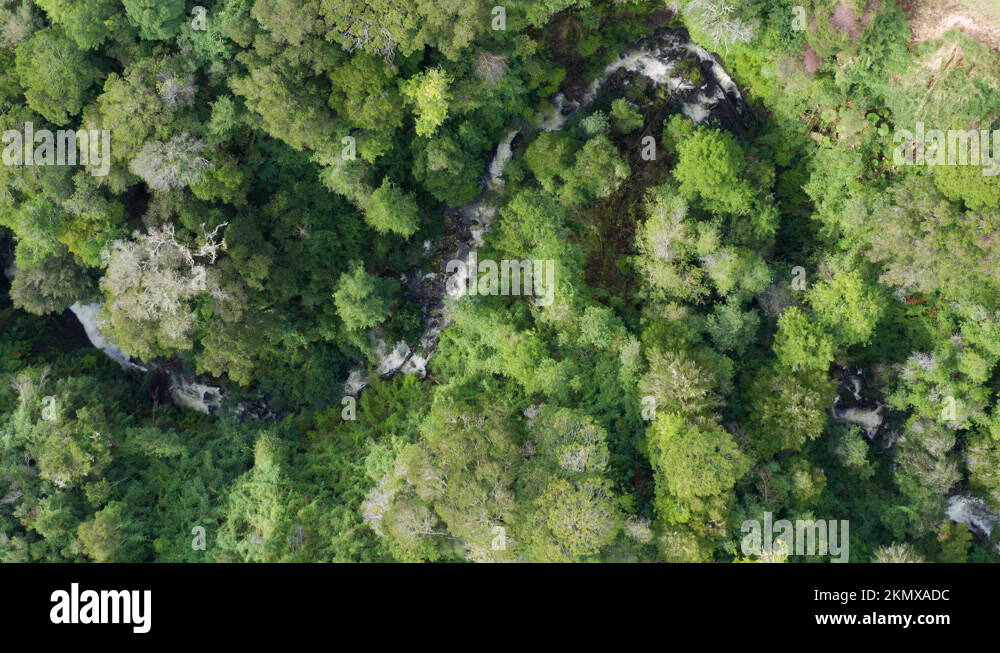 Temperate forest aerial Stock Videos & Footage - HD and 4K Video Clips ...