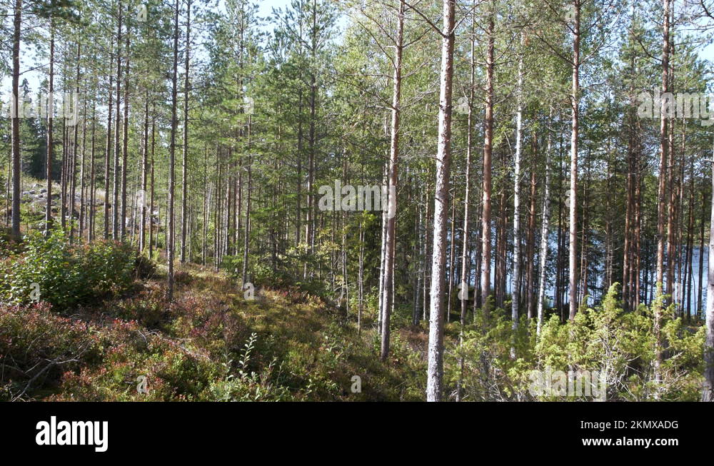 Backdrop of tree trunks Stock Videos & Footage - HD and 4K Video Clips ...