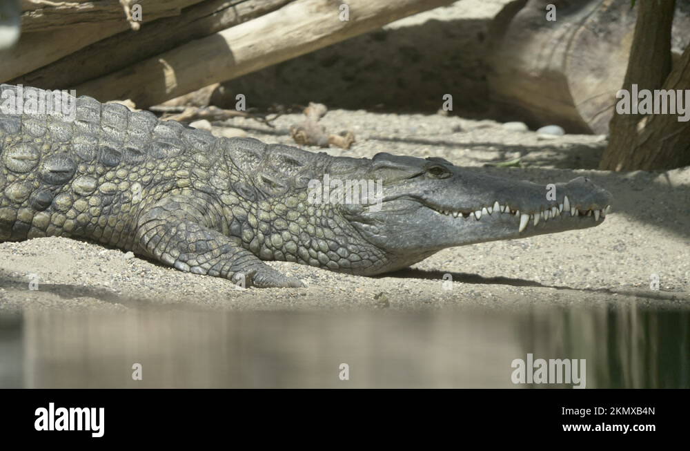 Crocodile bird teeth Stock Videos & Footage - HD and 4K Video Clips - Alamy